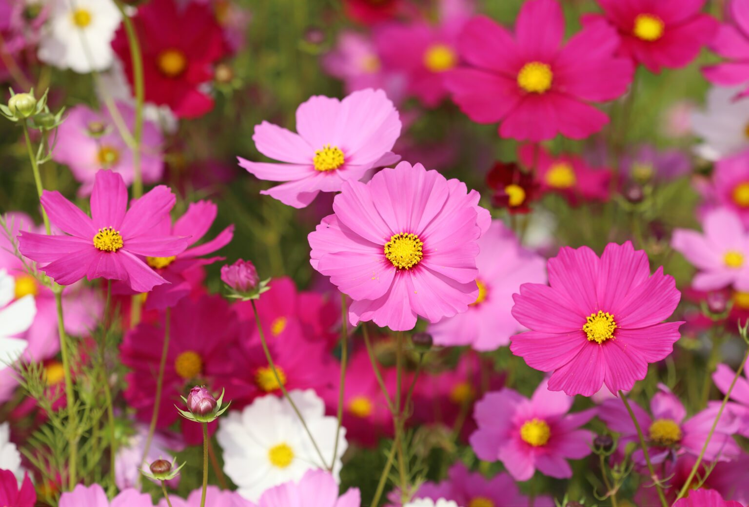 Top 25 Flowers Found in Georgia