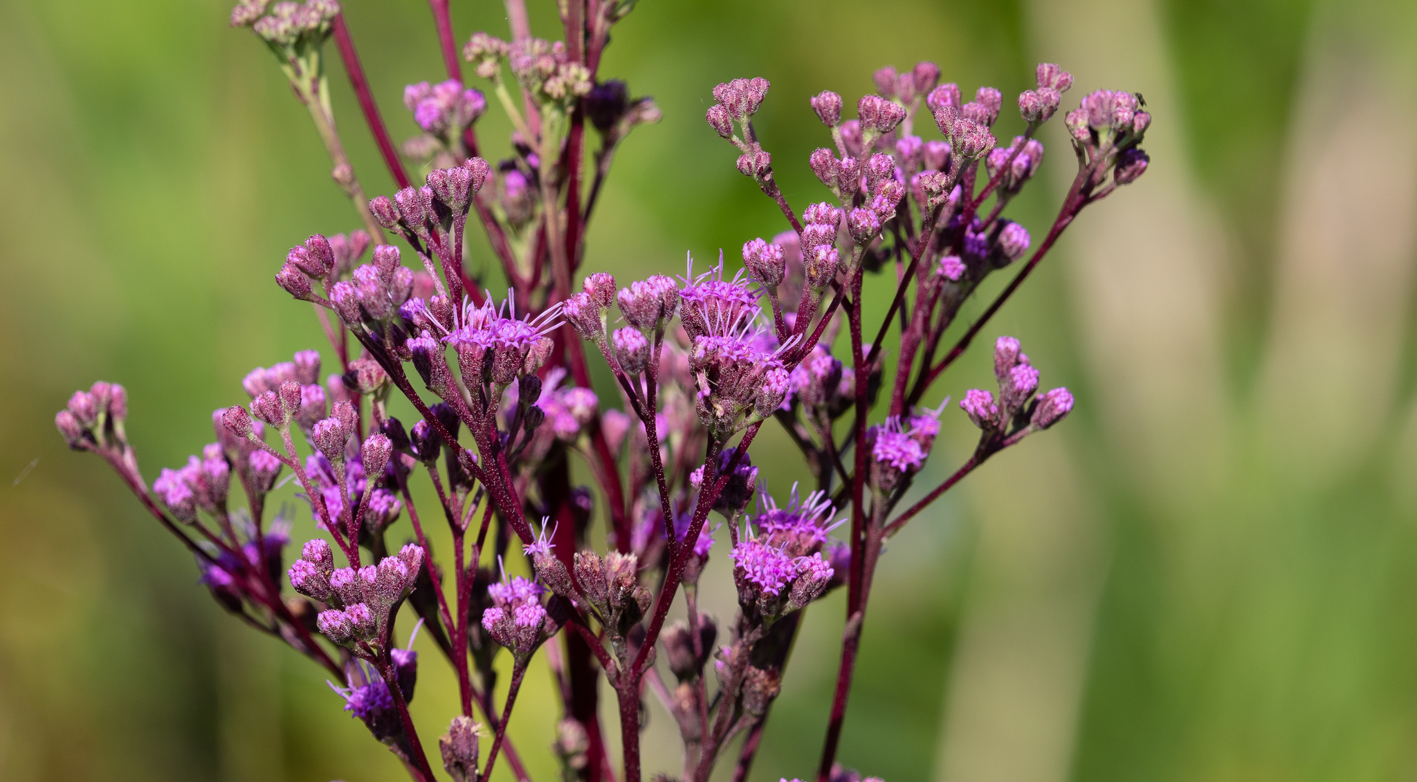 Top 25 Flowers Found in Georgia