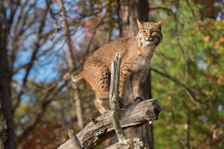 Top Native Georgia Animals