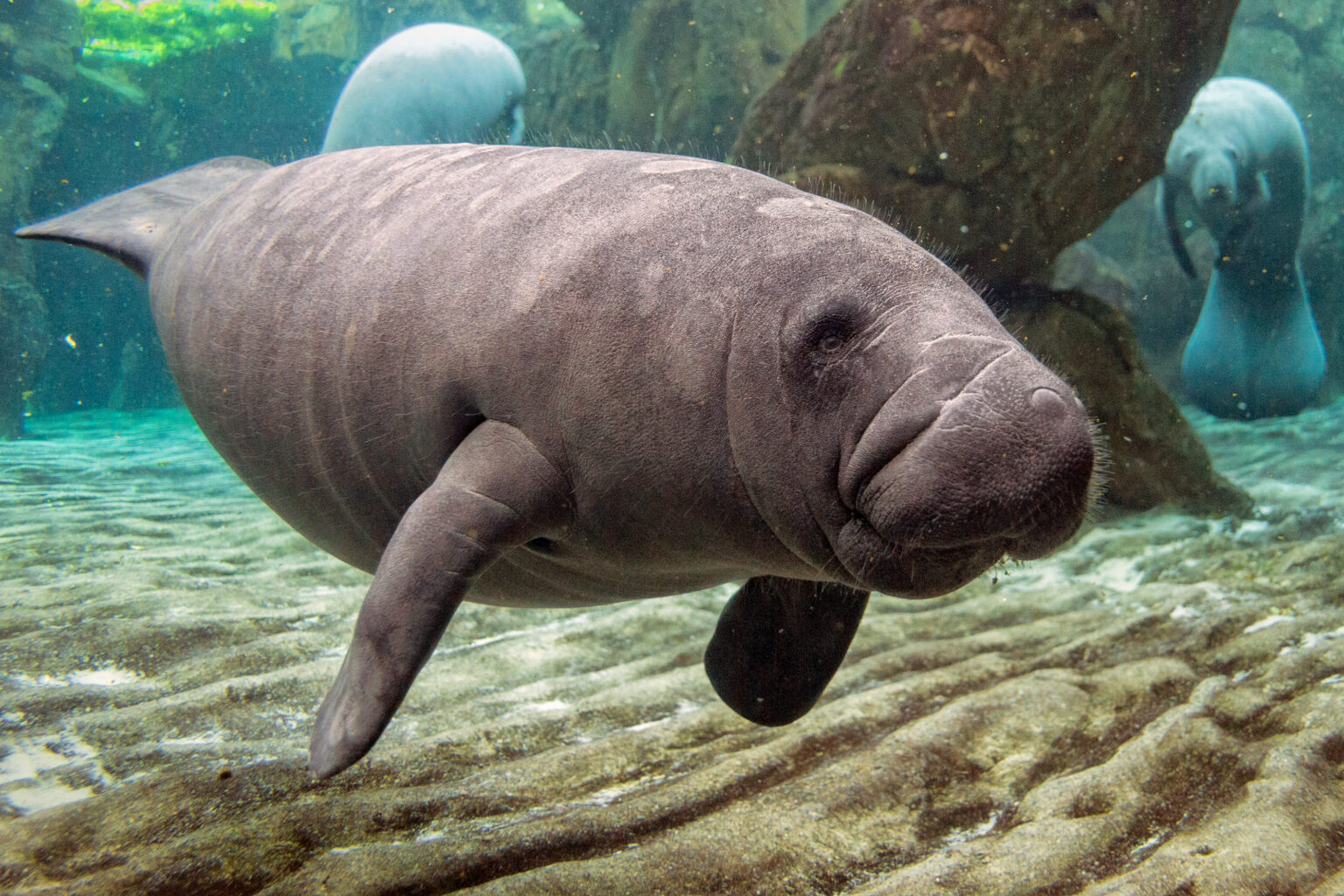 Top Native Georgia Animals